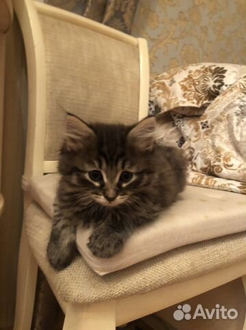 Котята в добрые руки приучены к лотку