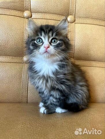 Котенок в дар бесплатно