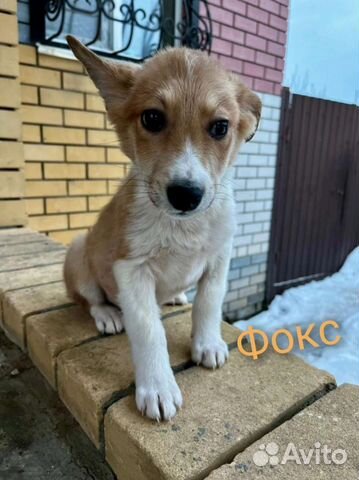 Фокс мальчик ищет дом