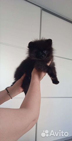 В продаже щенок померанского щенка