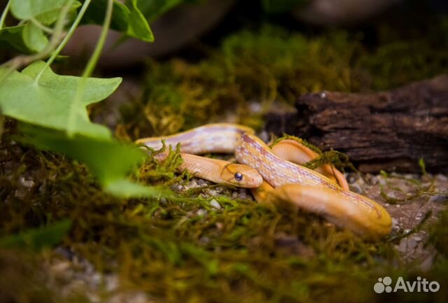 Лучистый полоз альбино