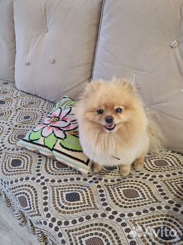 Померанский шпиц вязка кобель