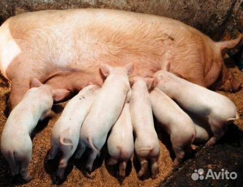Поросята