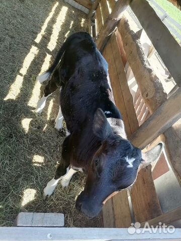 Телочка 5 месяцев и 2 месяца