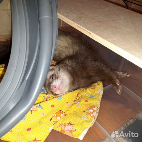 Хорек с клеткой