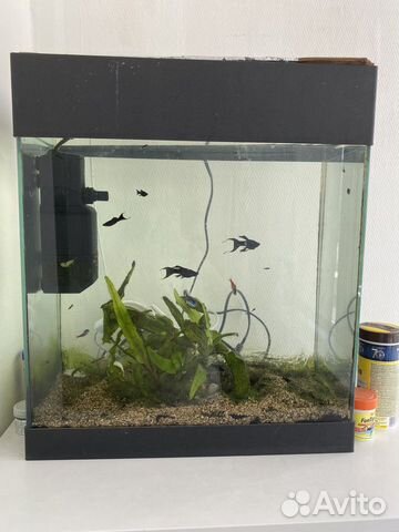 Аквариум с рыбками бесплатно