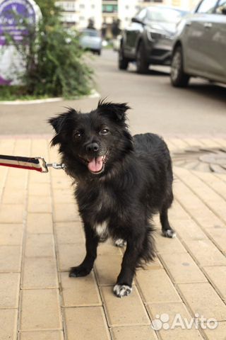 Собака в добрые руки