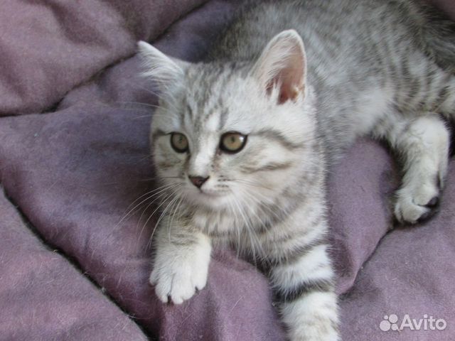 Британские котята, мальчики 2 месяца