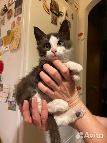 Котенок в добрые руки
