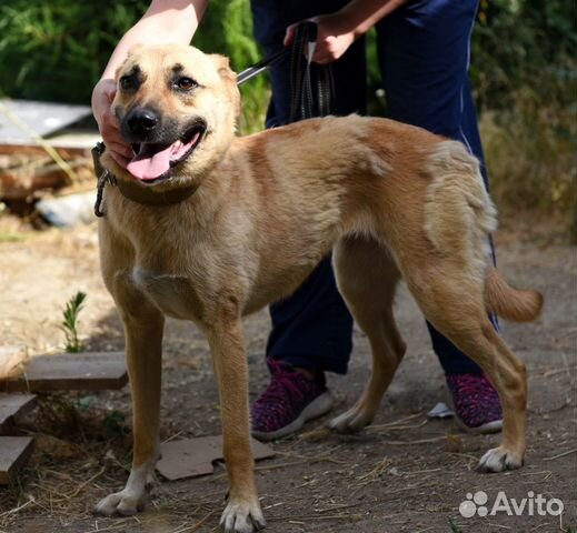 Тоня в поисках дома