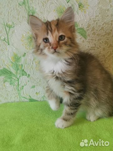 Сибирские котята