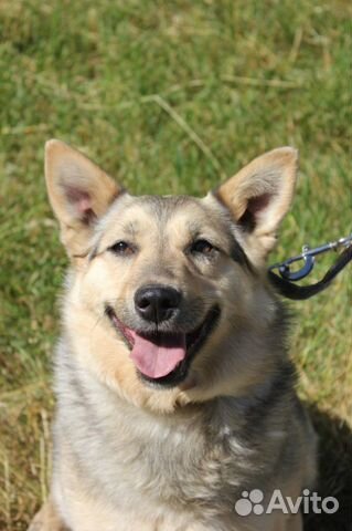 Дружелюбная Жужа в поиске любящего хозяина