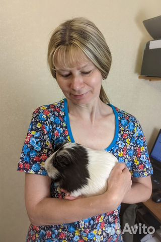 Передержка морских свинок