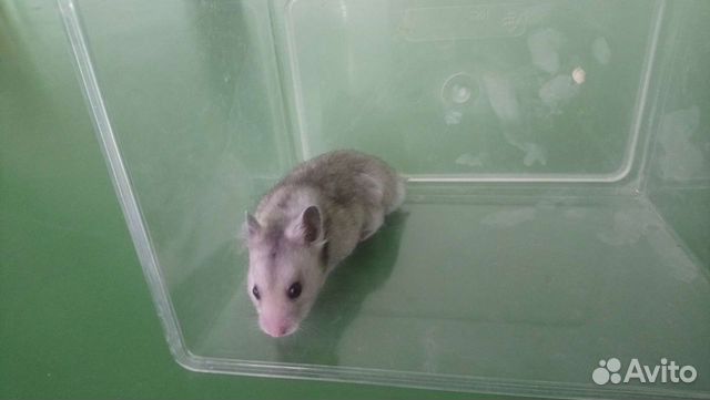 Сирийский хомячок