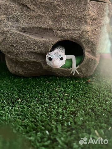 Эублефар самец