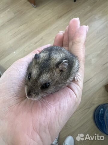 Джунгарский хомяк