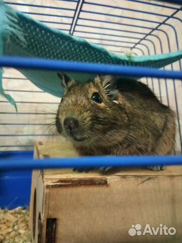 Белка дегу с клеткой