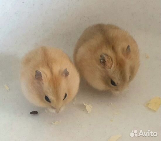 Отдадим хомяков