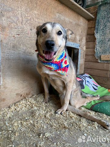 Спасите Гретту от смерти в приюте