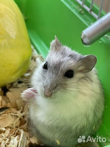 Джунгарский хомяк с клеткой