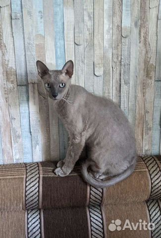 Кошка в дар бесплатно