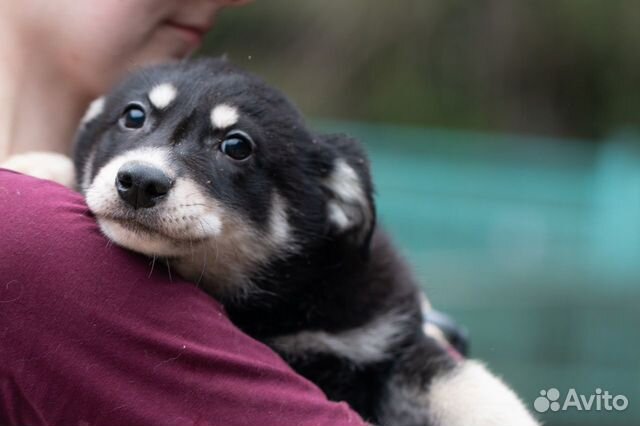 2-месячный щенок Тим ждёт семью в Лесном приюте