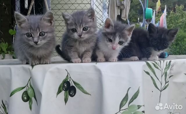 4 котёнка в лучшие руки