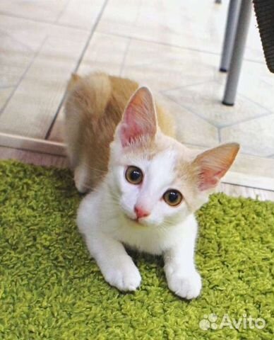 Солнечный котенок Цитрус., 2,5 месяца