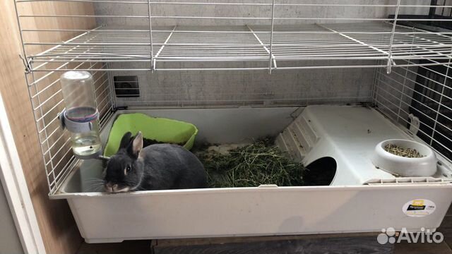 Декоративный кролик с клеткой