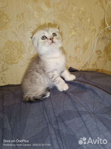 Шотландский вислоухий котенок мальчик