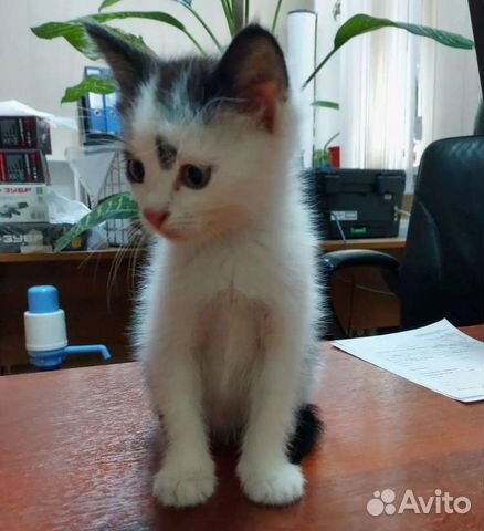 Котенок мальчик 1 месяц в дар