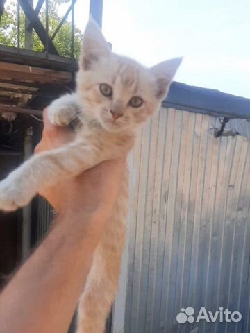 Пост-шанс травят рыжую девочку, котёнок 2 мес