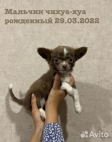 Щенки чихуахуа девочки и мальчики