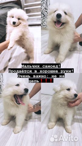 Самоедская лайка