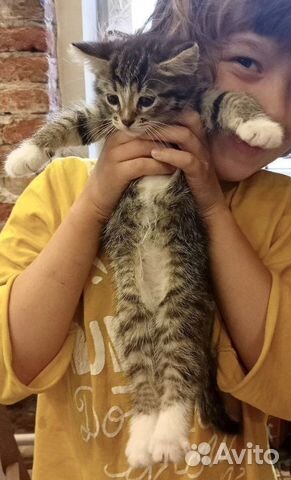 Котенок от полусибирской кошки