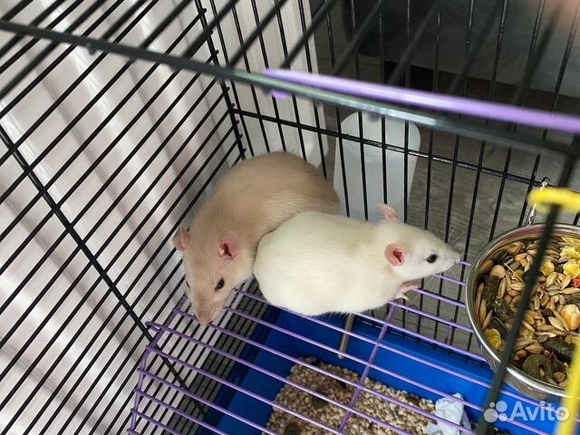 Крыски с клеткой