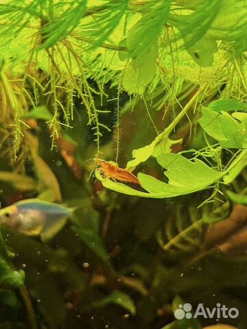 Аквариумные растения