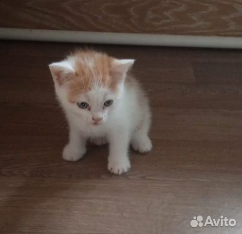 Отдам в добрые руки