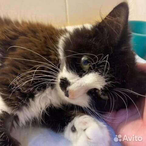 Котик-спинальник