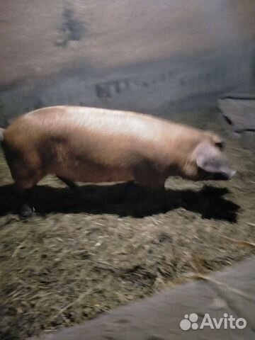 Кабанчики кастраты Дюрок