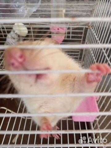 Крыска Дамбо с клеткой,мальчик