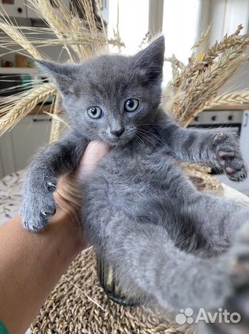 Котята котенок серый рыжий