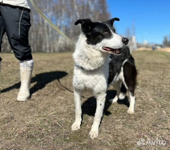 Старенькая собака боится умереть в одиночестве