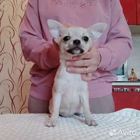 Девочка чихуахуа