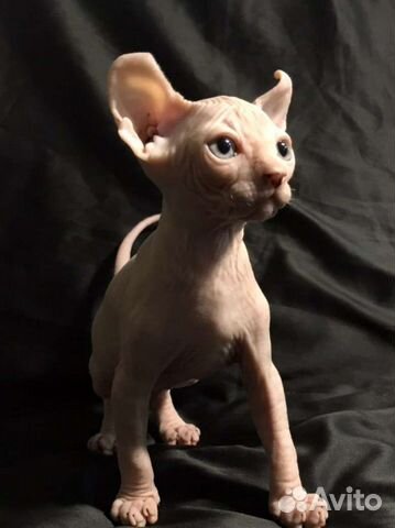 Канадский сфинкс котенок