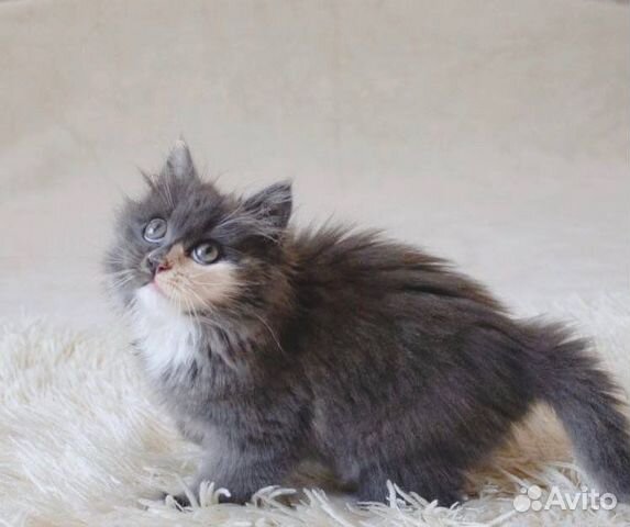 Ласковый котенок- девочка(3 мес) в добрые руки