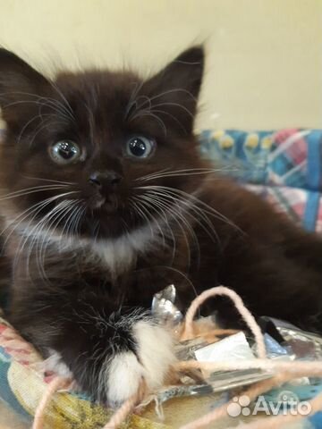 Котёнок мальчик бесплатно