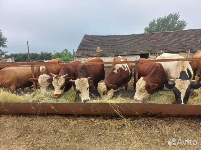 Продажа быков