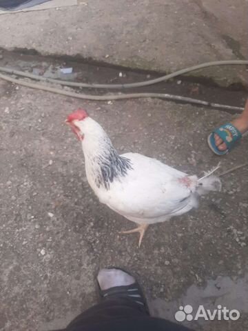 Курица несушка одна штука