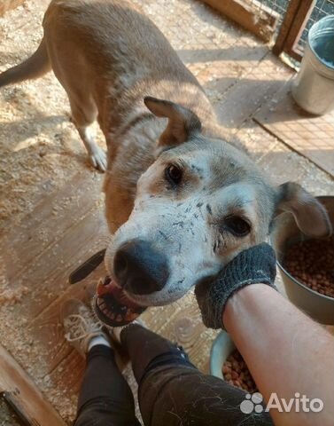Пёс мучается, не может сходить в туалет по три дня